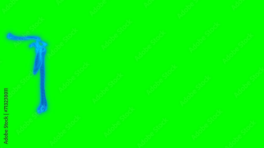 4k Anatomy Shoulder Bones green screen technology video. Anatomy ...