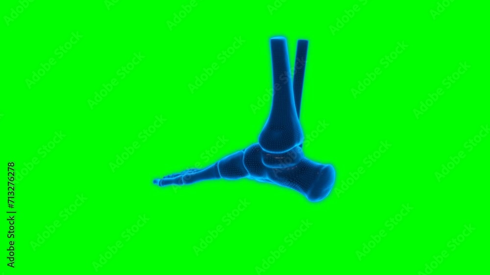 4k foot skeleton green screen technology video. foot skeleton ...
