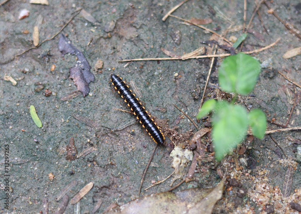 Harpaphe haydeniana, commonly known as the yellow-spotted millipede ...