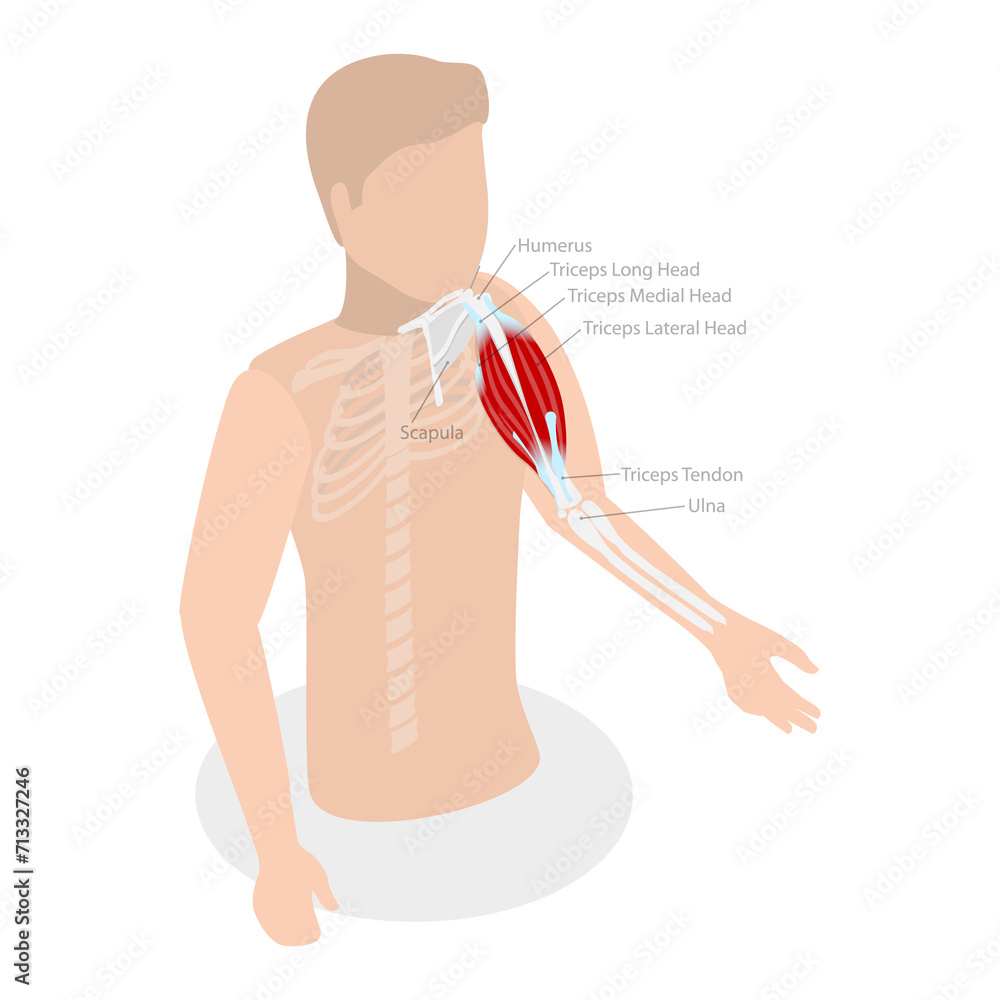3D Isometric Flat Conceptual Illustration of Tric Brachii Muscle, Human ...