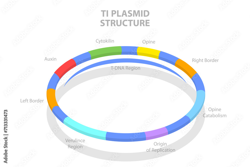 3D Isometric Flat Conceptual Illustration of Ti Plasmid Structure ...