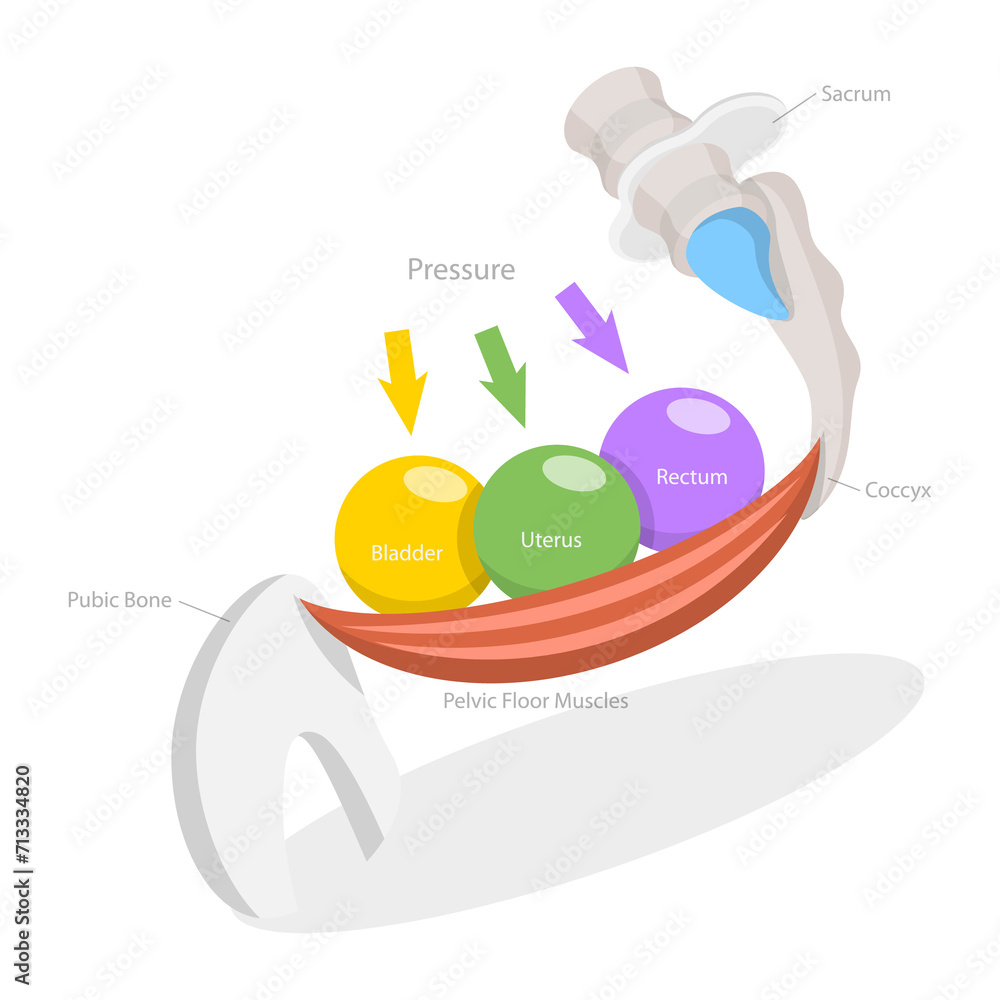 3D Isometric Flat Conceptual Illustration of Pelvic Floor Muscles ...