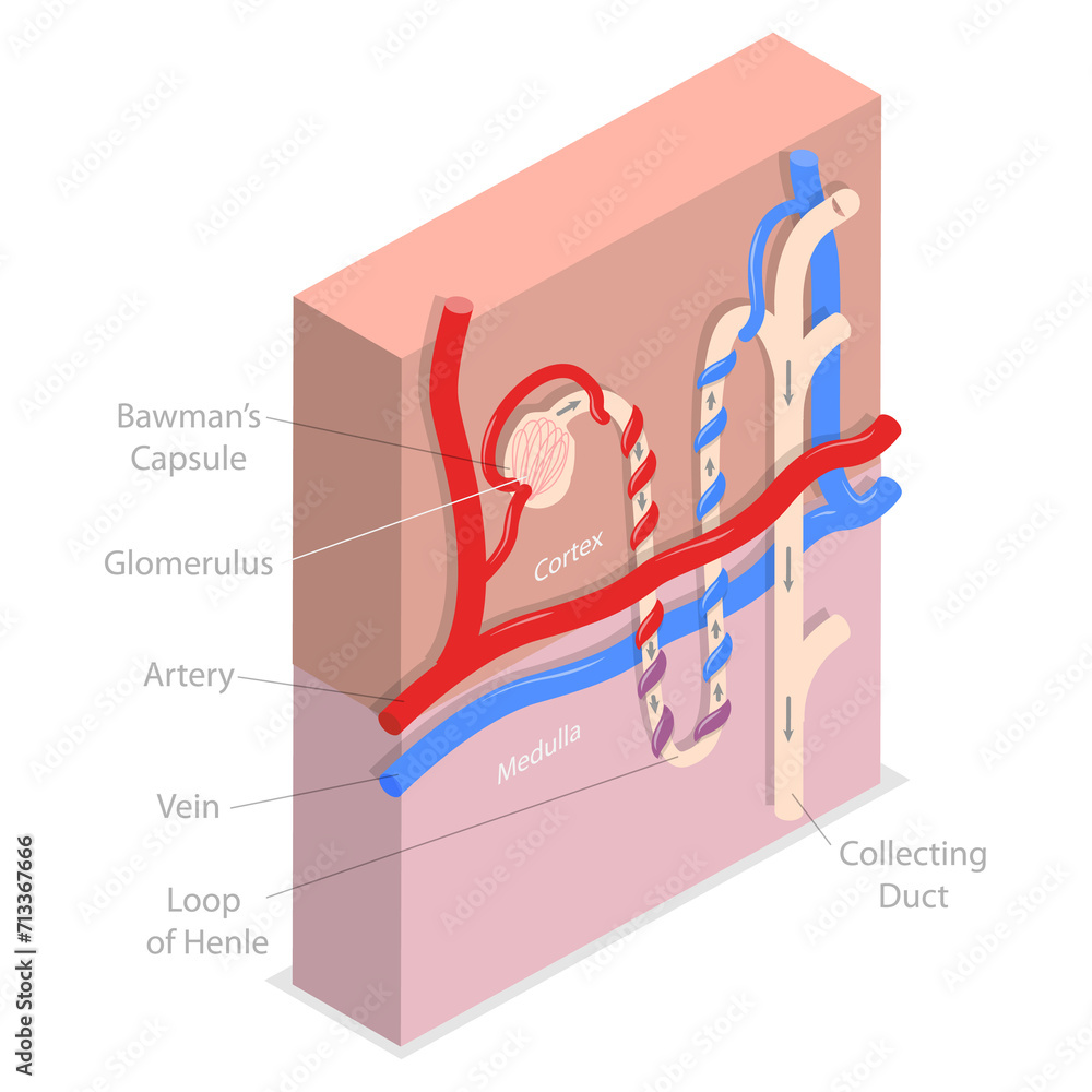 3D Isometric Flat Conceptual Illustration of Structure Nephron of the ...