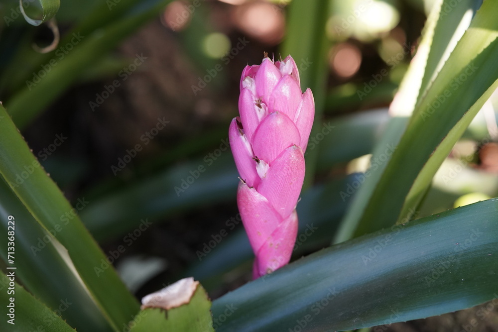 Portea kermesina is a plant species in the genus Portea in the ...