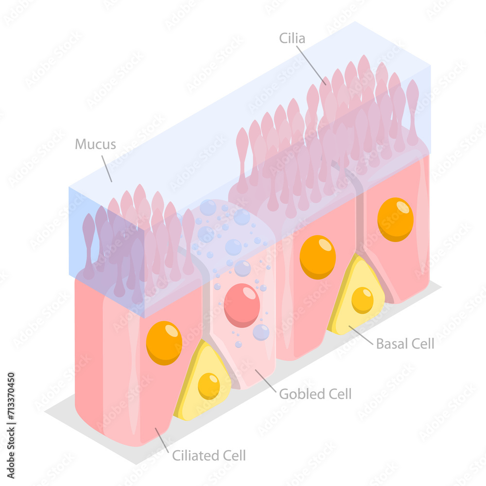 3D Isometric Flat Conceptual Illustration of Nasal Mucosa Cells ...