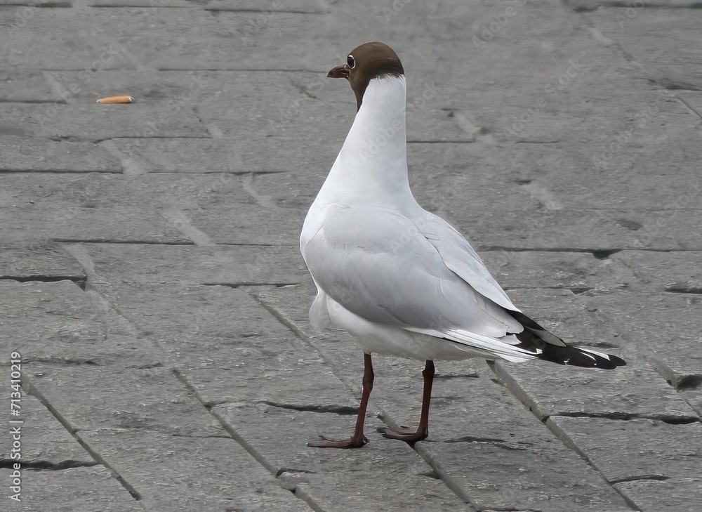 The hooded gull is one of the most common gulls. The species is ...