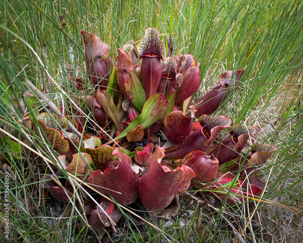 Pitcher Plant in Gros Morne National Park, a Canadian national park and ...