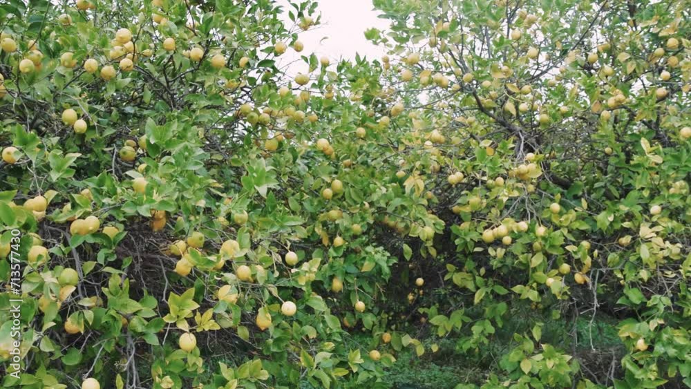 Organic lemon tree cultivation showcasing sustainable agriculture Lemon ...