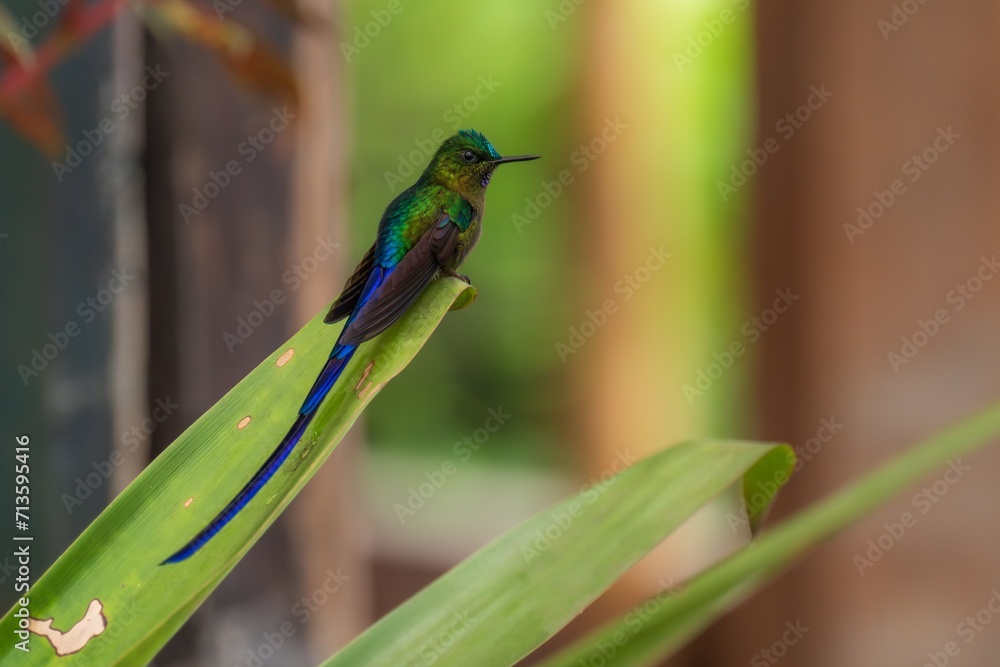 Violet-tailed Sylph - Aglaiocercus coelestis, beautiful long tailed ...