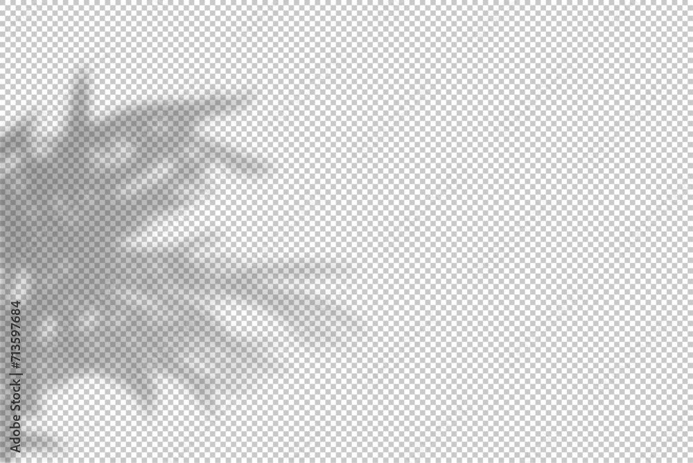 Flower shadow. Reflecting shades palm plants isolated on transparant ...