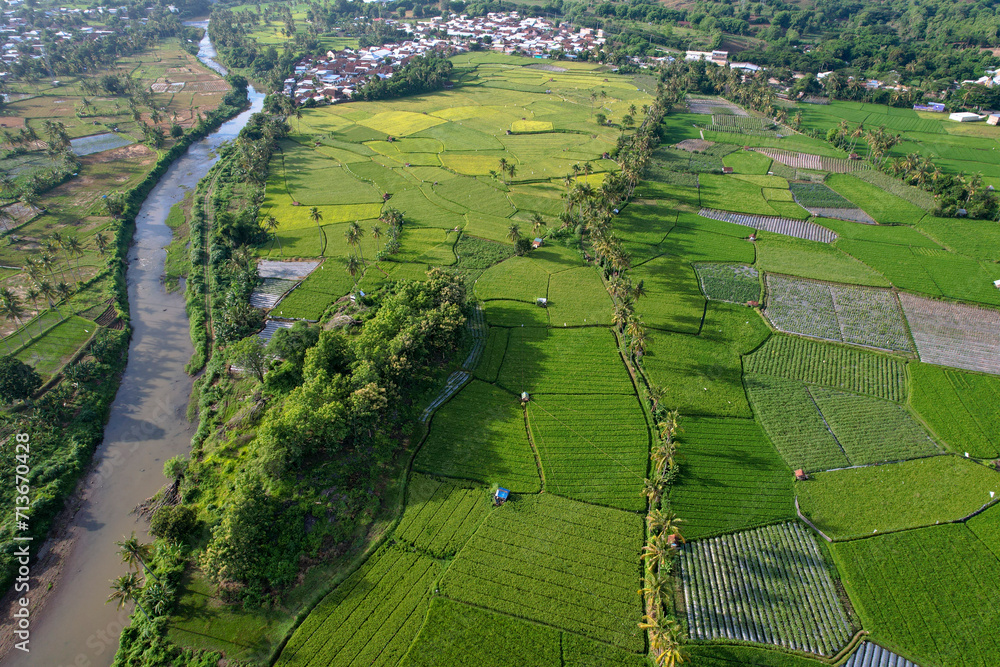 Rice field aerial Shot at east of Indonesia. Rice field at Sumbawa ...