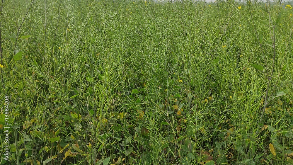 Ripping mustard crop field, rapeseed plant pods close up image Green ...