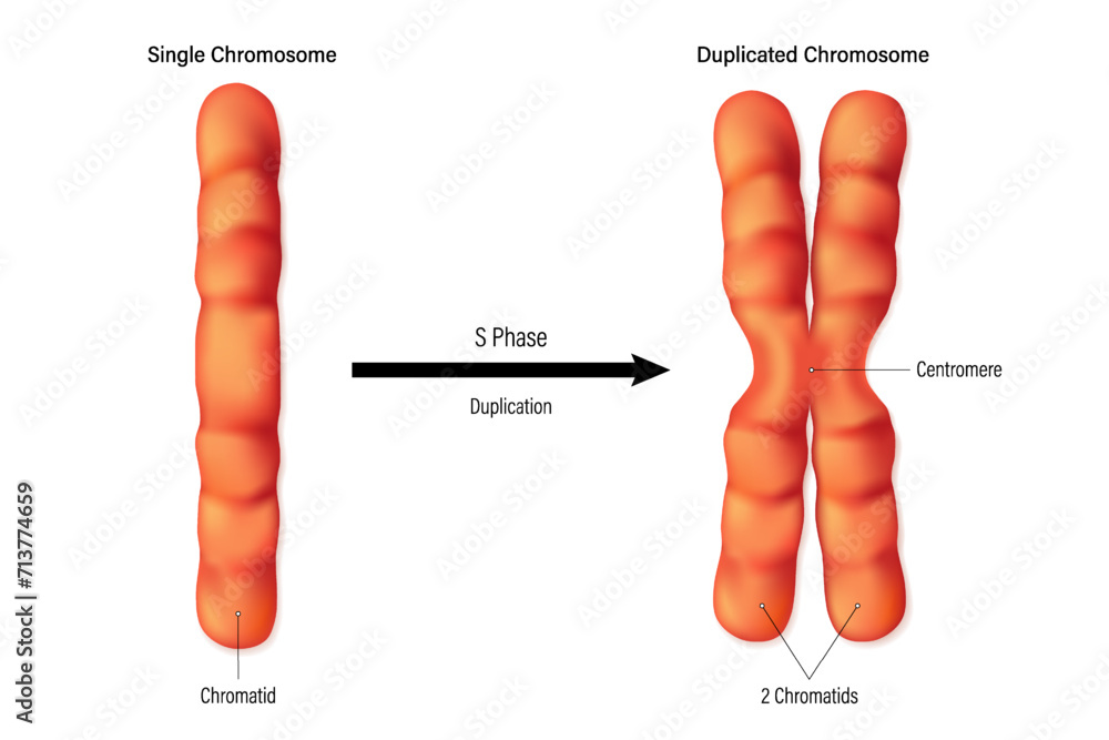 Structure of chromosome vector. Single and Duplicated chromosome ...