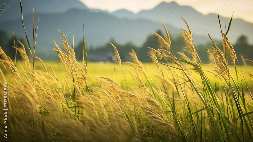 Autumn rice fields, golden ears of rice, depth of field control method ...