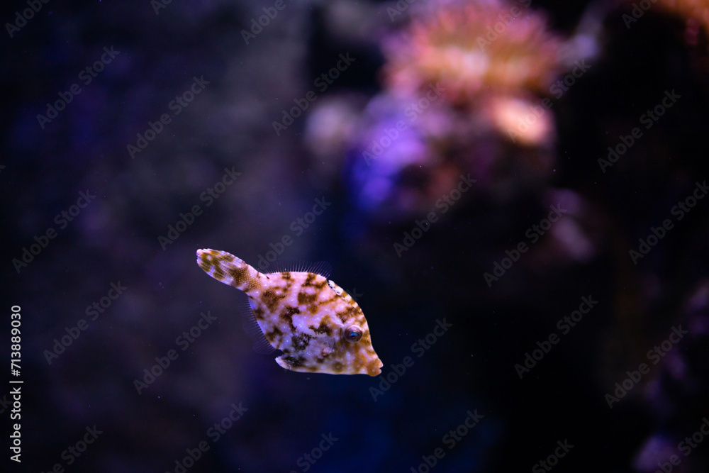 Matted Filefish. Acreichthys Tomentosus. Unicorn sea fish. Aiptasia ...