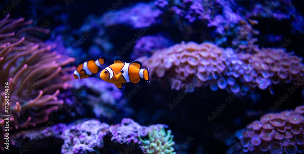 Clown fish. Amphiprion ocellaris. Amphiprioninae. Fish in coral reef ...