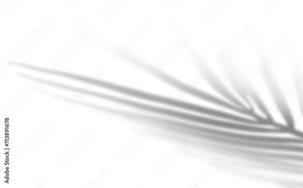 Abstract Blurred palm Leaf Shadow on transparent background, creating ...