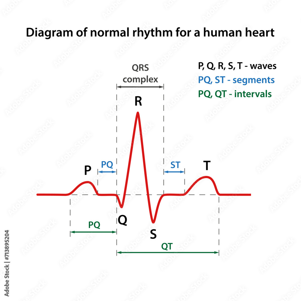 Diagram of the phases of normal rhythm for a human heart with main ...