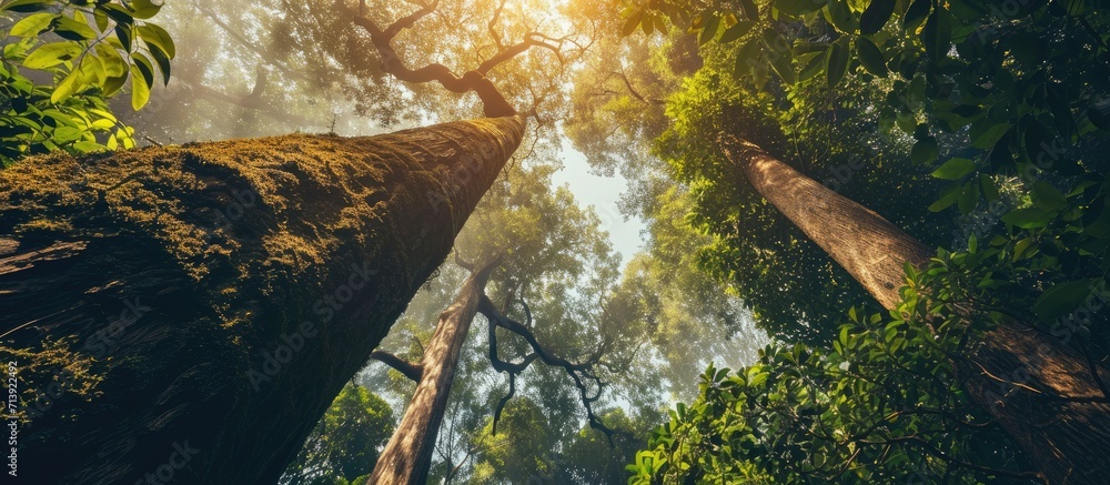 Forest trees guardians of biodiversity contribute to global carbon ...