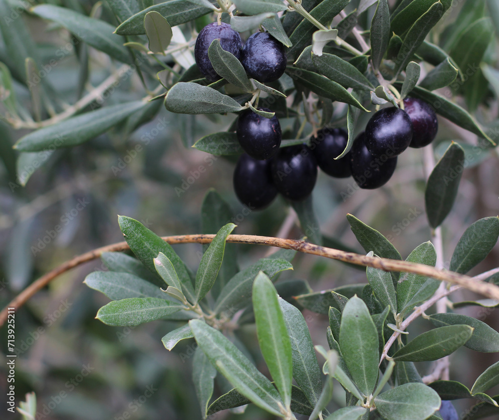 Macro shot of olive trees in garden of village house where organic ...