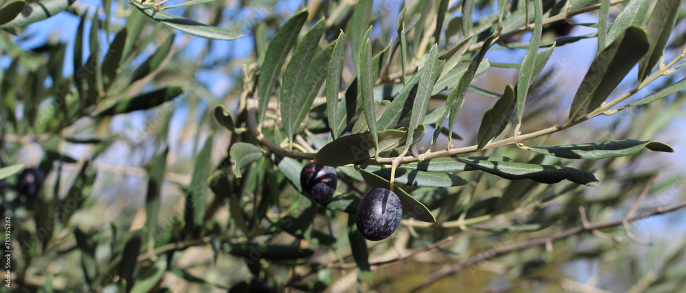 Macro shot of olive trees in garden of village house where organic ...