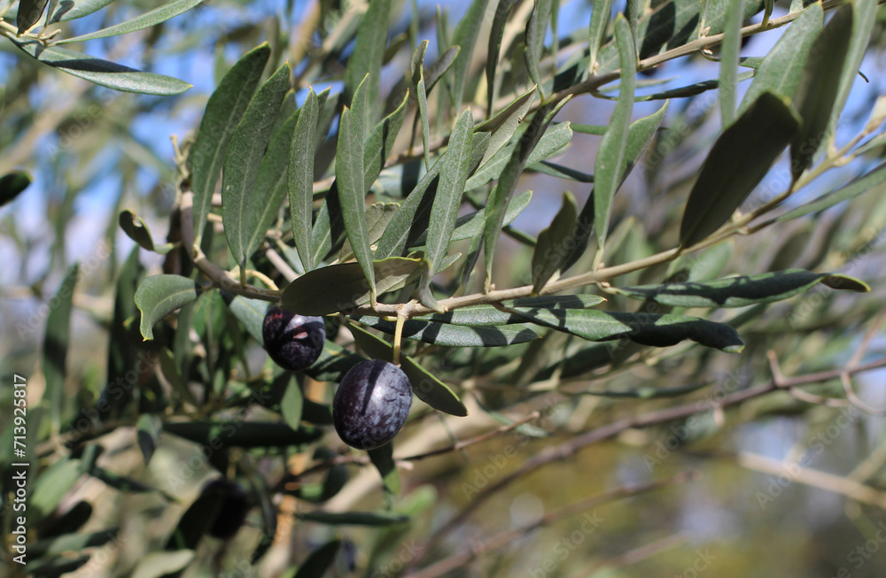 Macro shot of olive trees in garden of village house where organic ...