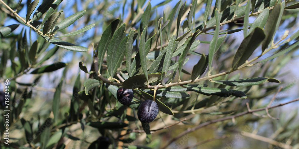 Macro shot of olive trees in garden of village house where organic ...