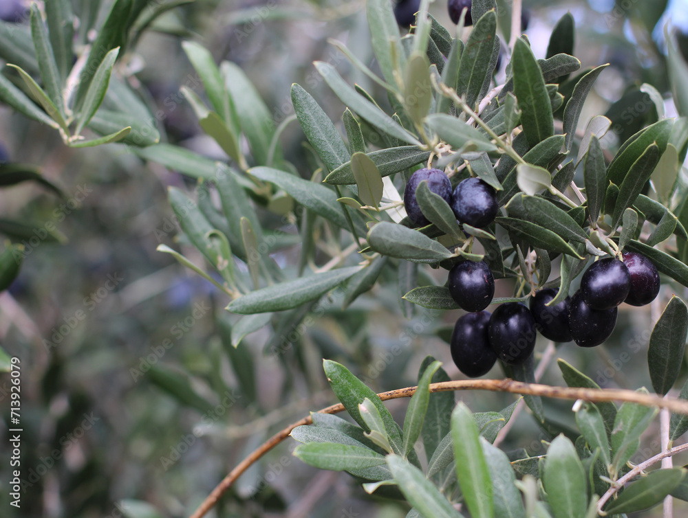 Macro shot of olive trees in garden of village house where organic ...
