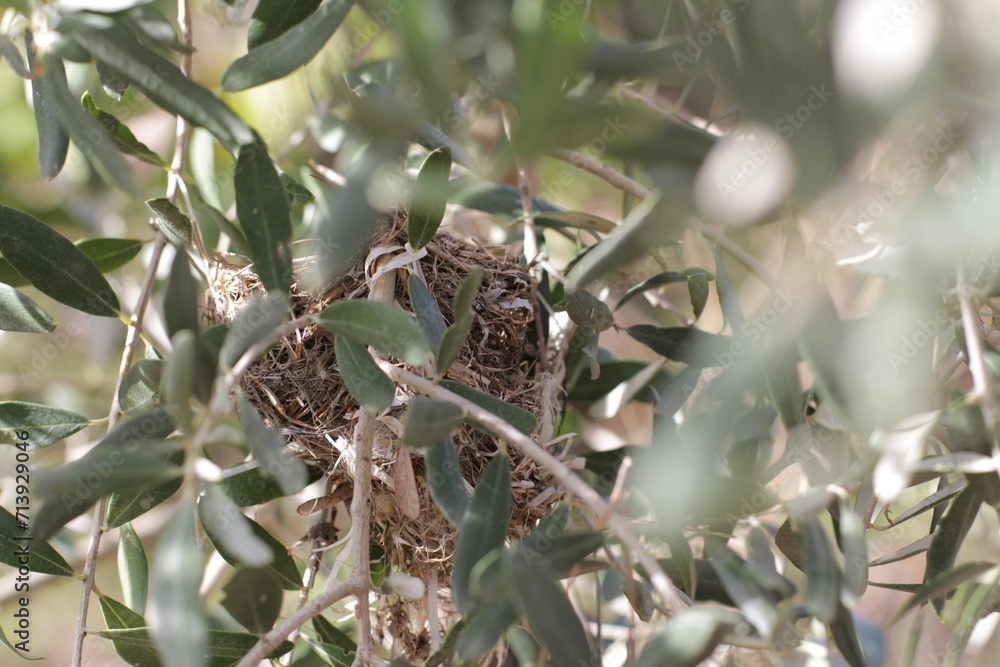 Macro shot of olive trees in garden of village house where organic ...