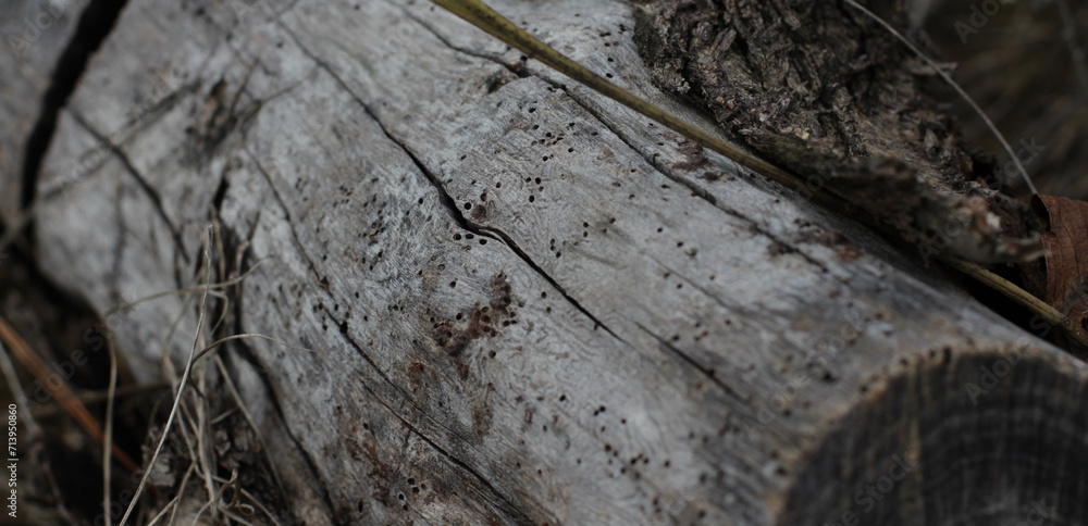 tree trunk fallen on rotten ground in forest during winter. tiny holes ...