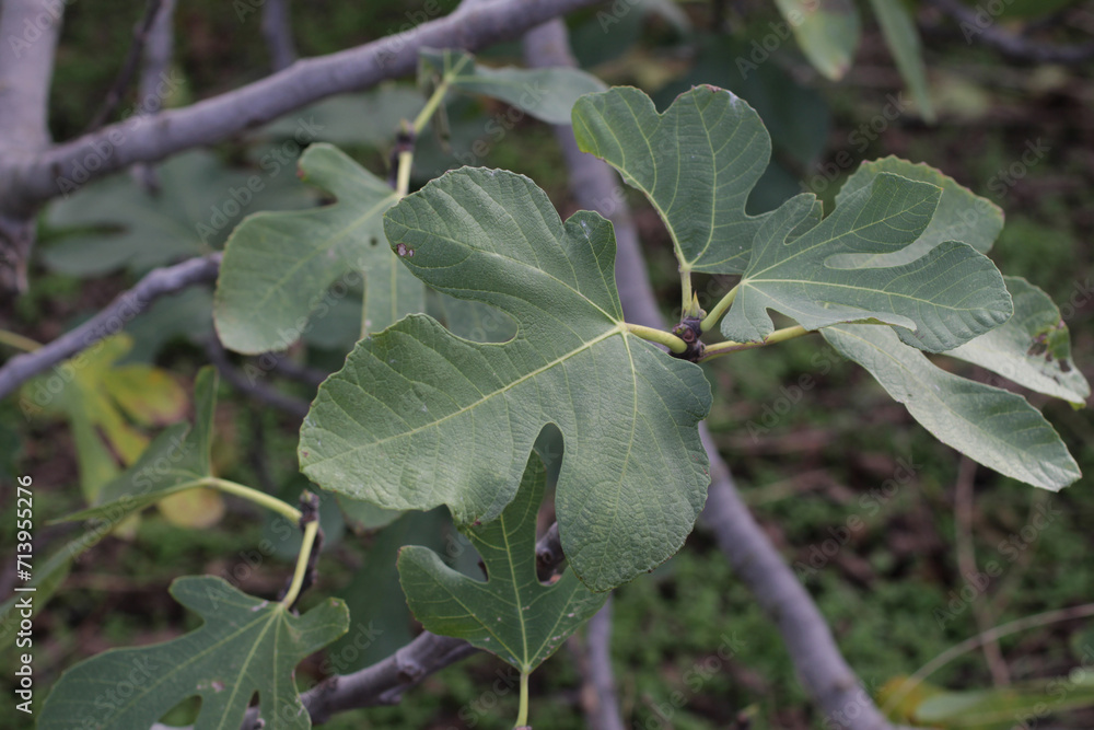 Fig tree with magnificent leaves in the forest surrounded by nature ...