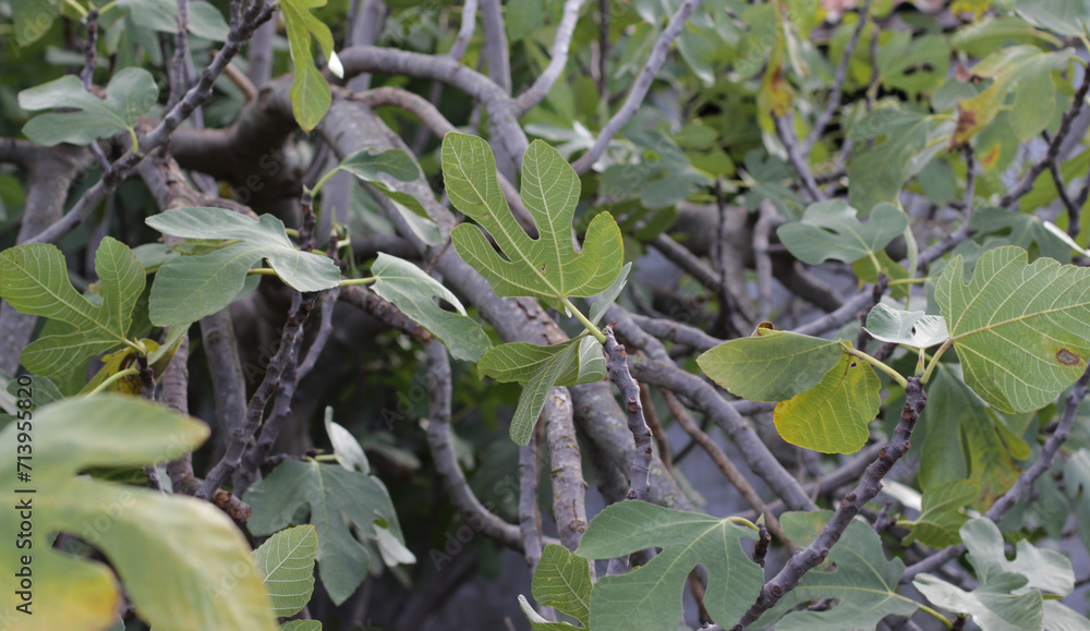 Fig tree with magnificent leaves in the forest surrounded by nature ...