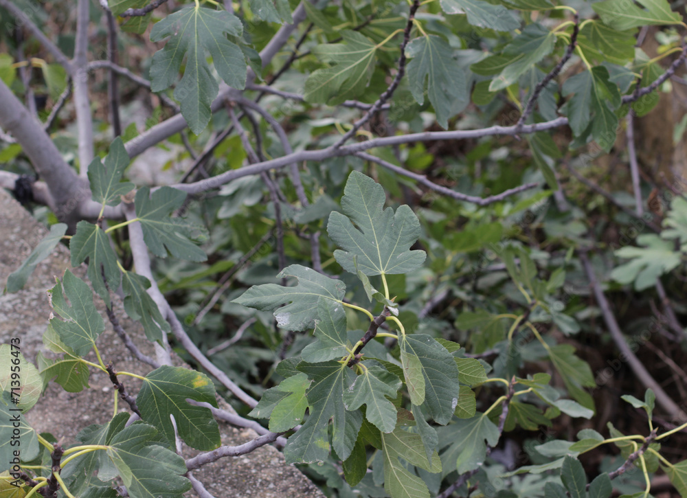 Fig tree with magnificent leaves in the forest surrounded by nature ...