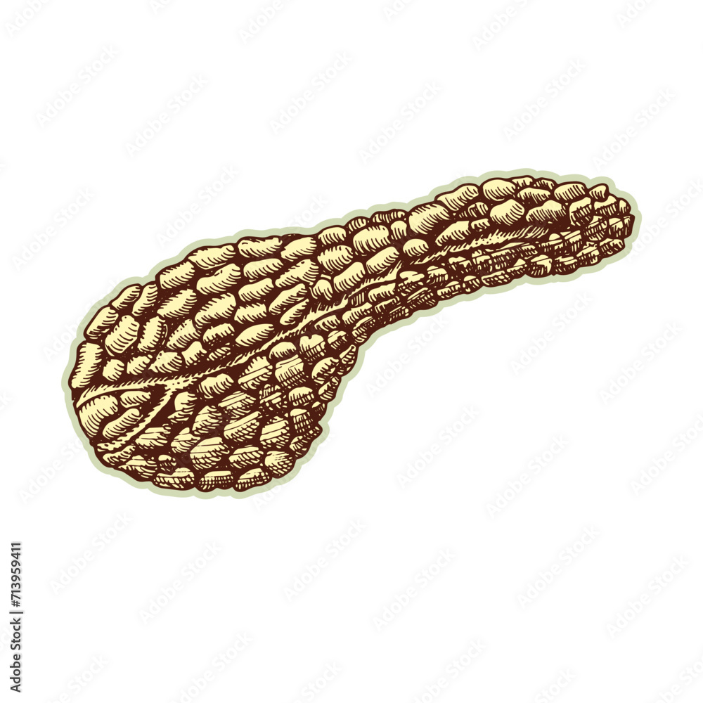 Sticker of human pancreas. Vintage anatomy engraving sketch organ ...