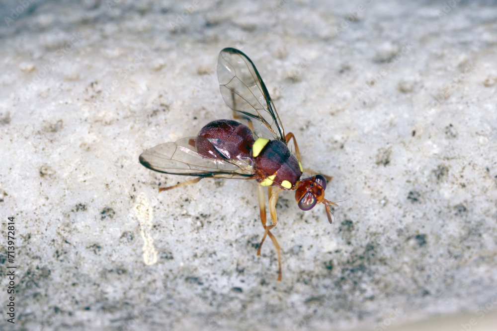 Lesser pumpkin fly called also Ethiopian fruit fly (Dacus ciliatus ...