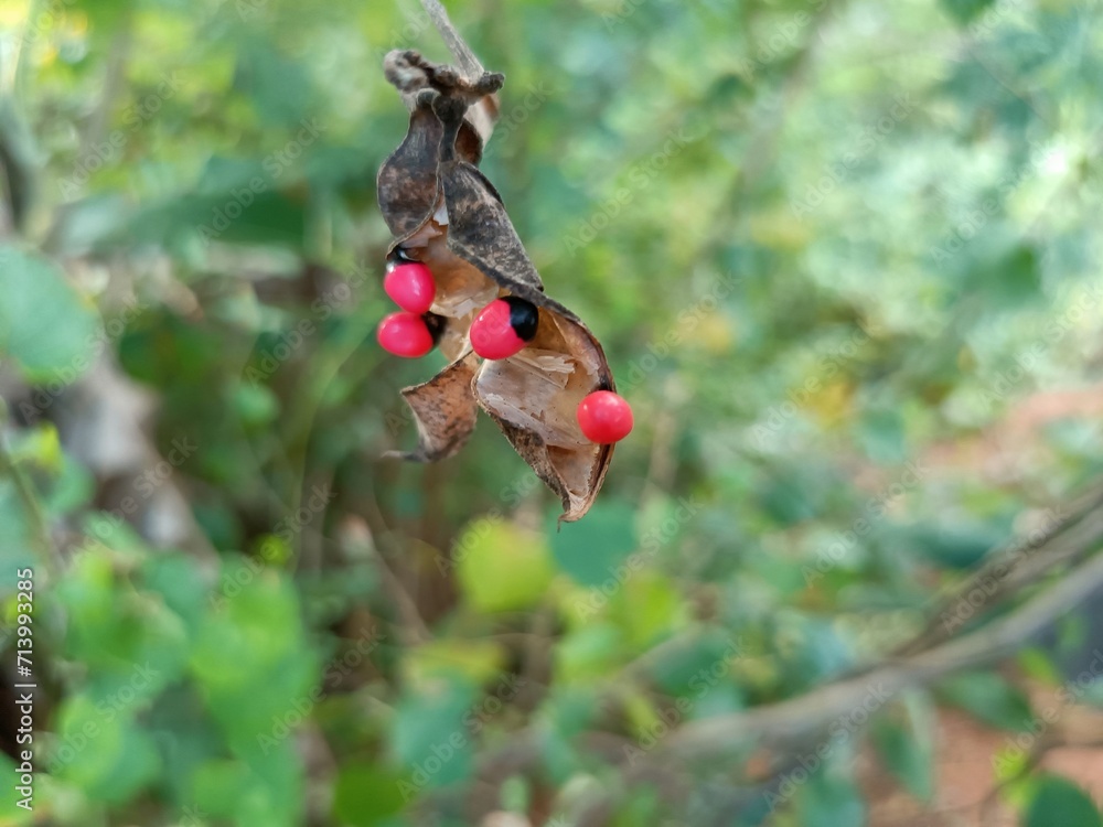 Abrus precatorius, commonly known as jequirity bean or rosary pea, is a ...