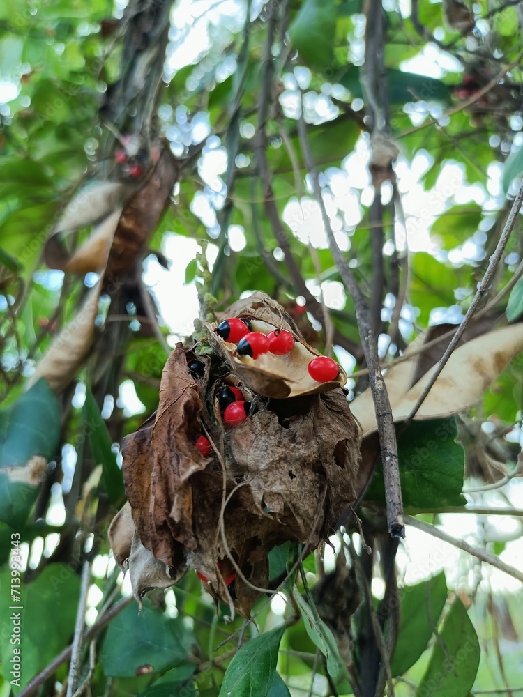 Abrus precatorius, commonly known as jequirity bean or rosary pea, is a ...