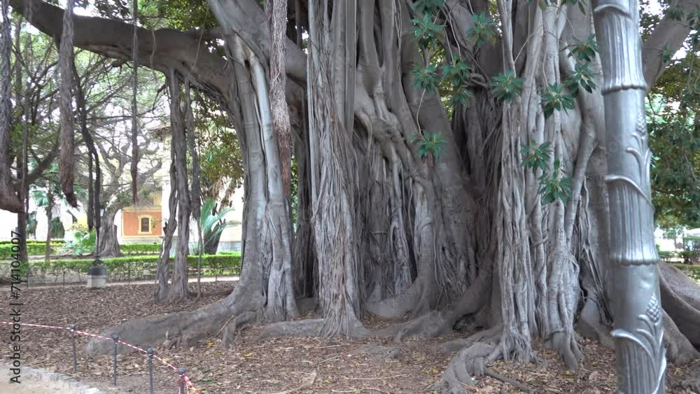 Palermo, Sicily, Italy The large Ficus Macrophylla tree growing in the ...