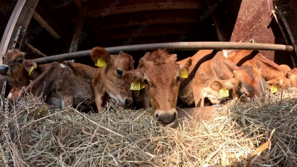 Static view of Jersey cattle is a British breed of small dairy cows and ...