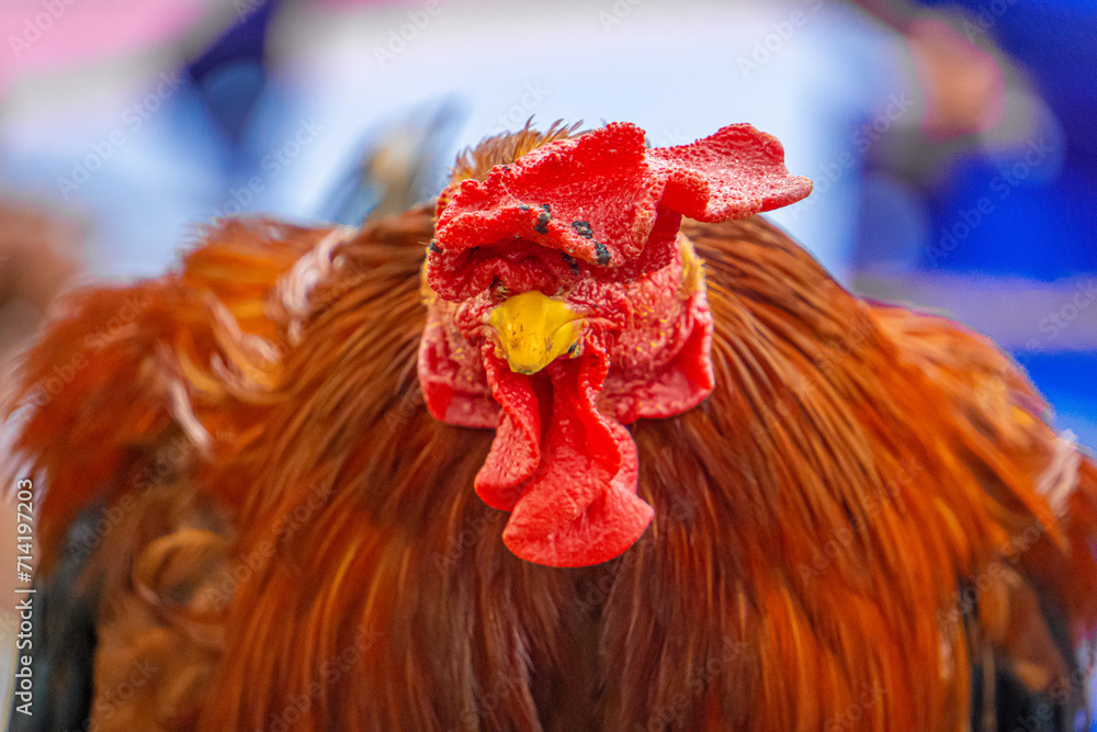 The great indian colorful male rooster chickens close up face portrait ...