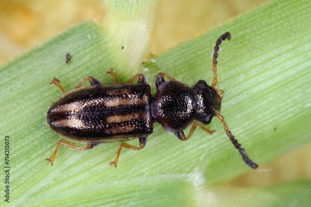 Pelecophora vittata. Beetle from family Rhadalidae, superfamily ...
