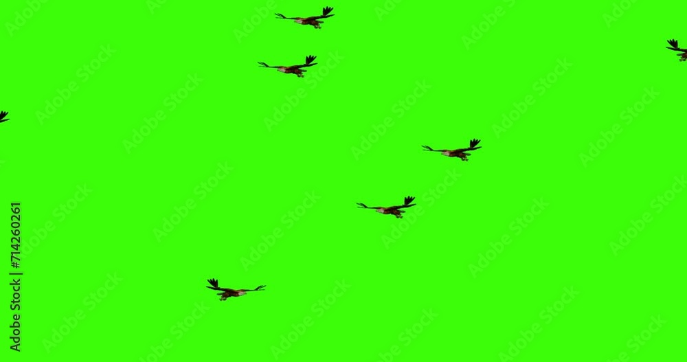 Wildlife Photographer Captures Shocking Moment Eagles Flying Off With