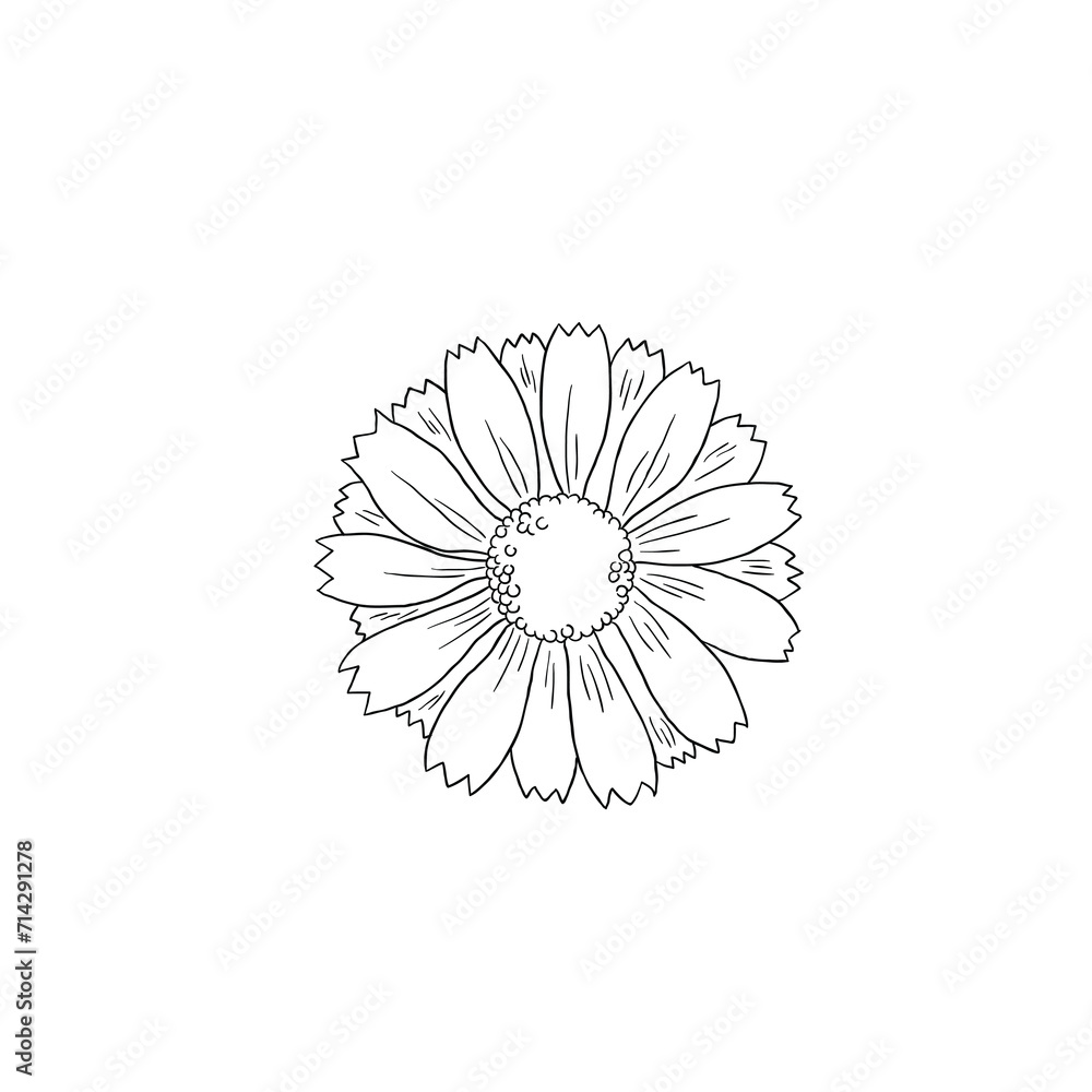 Black Line Art Calendula officinalis Flower in Vector Line Top View ...