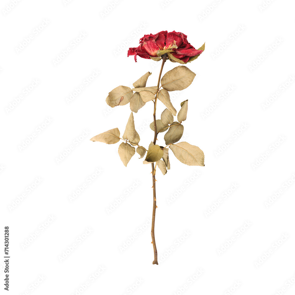 Dry dead rose flower stem isolated on transparent background Stock ...