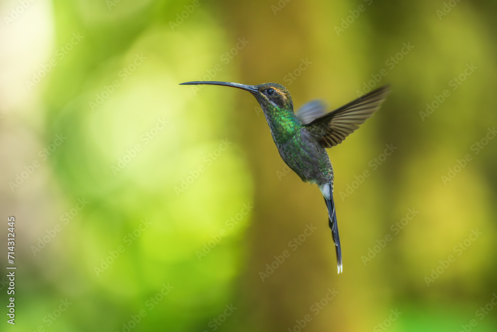Beautiful White-whiskered Hermit, Phaethornis yaruqui hummingbird ...