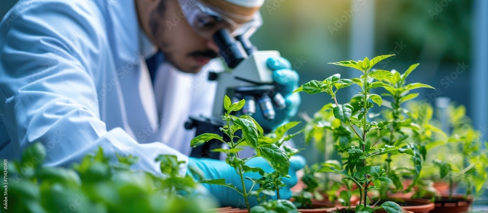 Researcher using a microscope on GMO vegetables, which are plants with ...