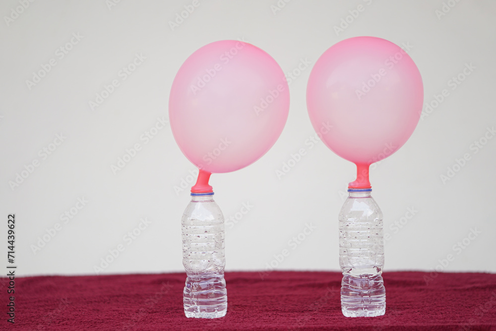 Two pink balloons on top of bottles. Concept, science experiment about ...