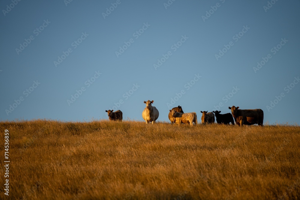 Cattle ranch farming landscape, with rolling hills and cows in fields ...