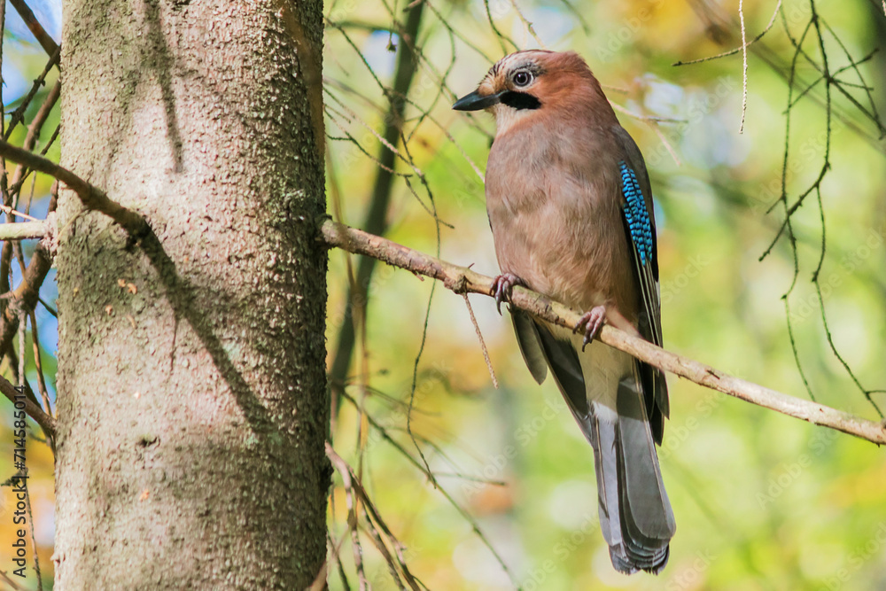 A jay (also common jay; also kareza) is a bird of the jay genus of the ...