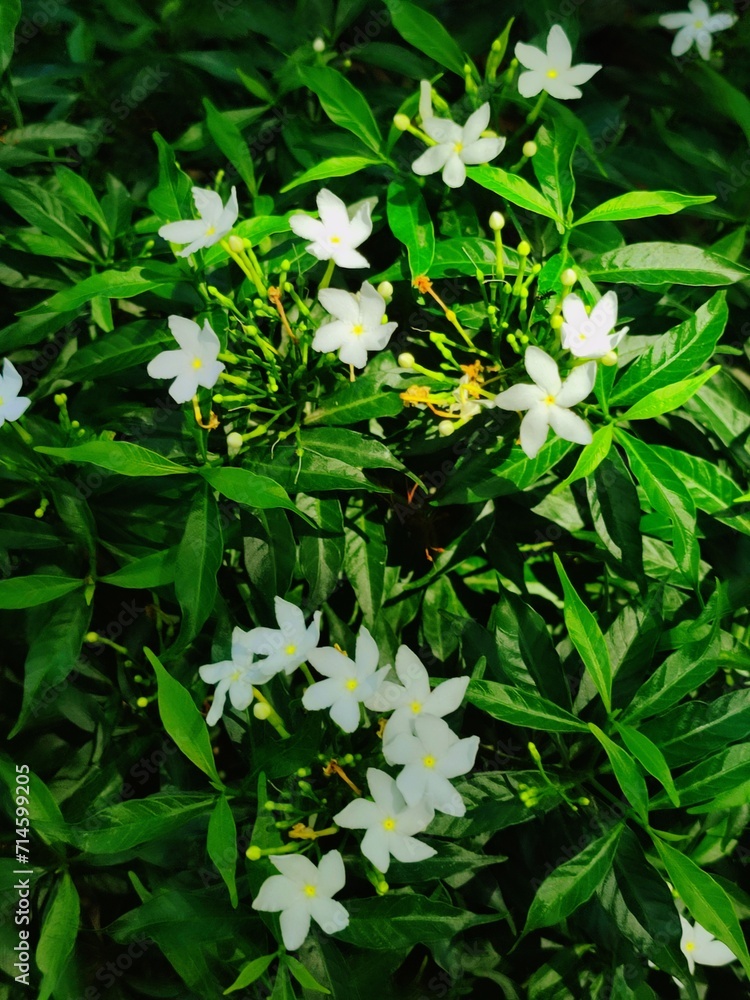 Tabernaemontana divaricata, commonly called pinwheel flower, crape ...